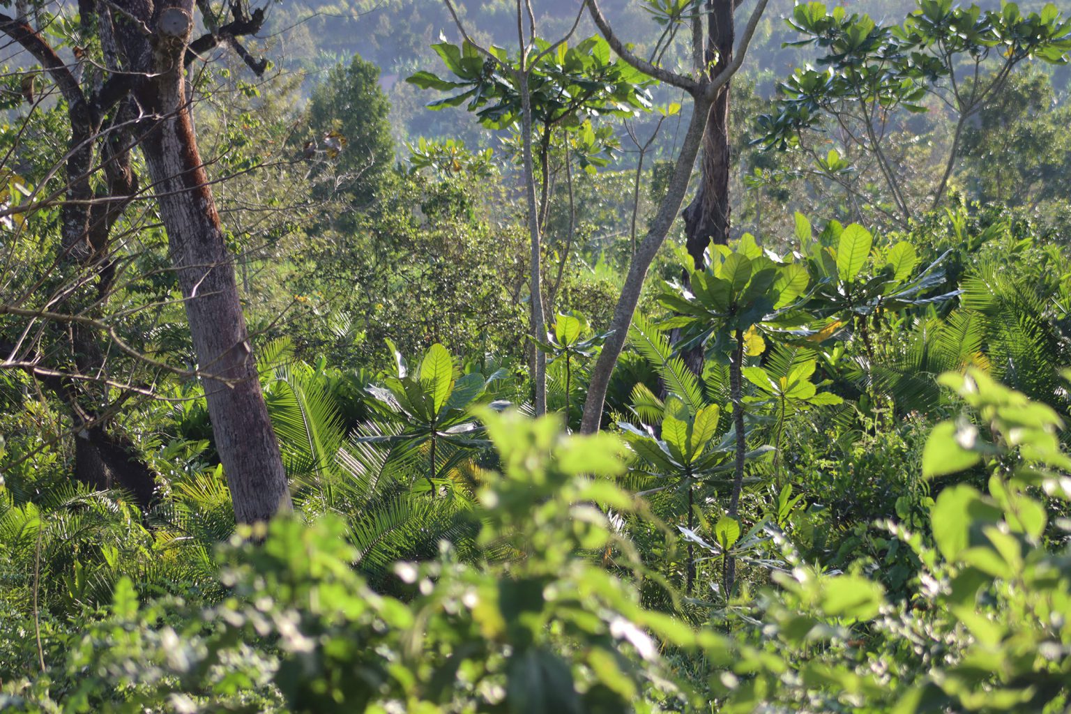 Our Work – ARCOS Network